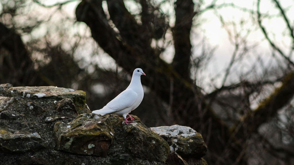 Dove Symbolism in Grief: Meaning of White Doves and Funeral Dove Relea ...