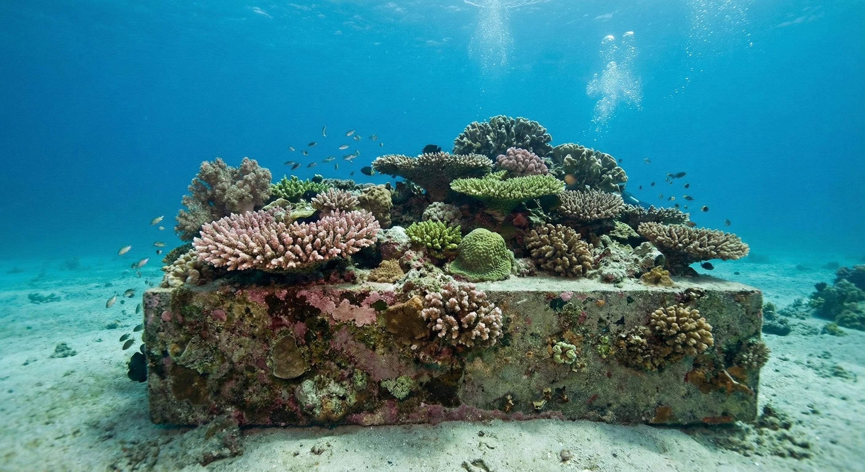 Eco Memorials: Eternal Reefs, Tree Planting, and Other Earth-Friendly ...