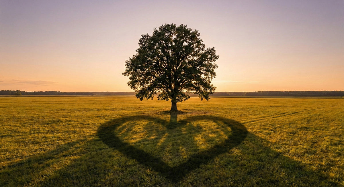 Memorial Tree Planting Programs: How Living Tributes Work, Costs, and ...