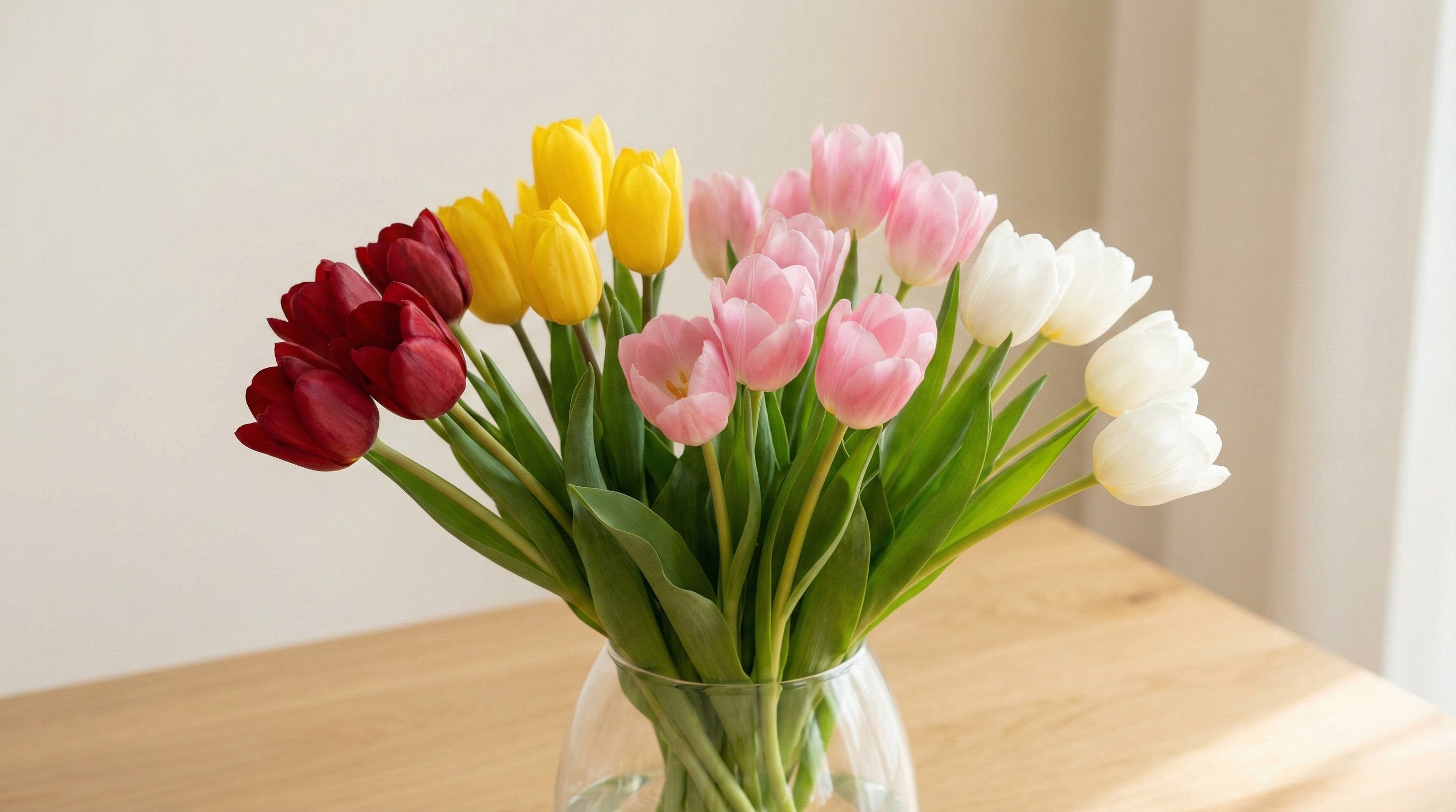 Tulip Color Meanings: What Red, Yellow, Pink & White Tulips Symbolize ...