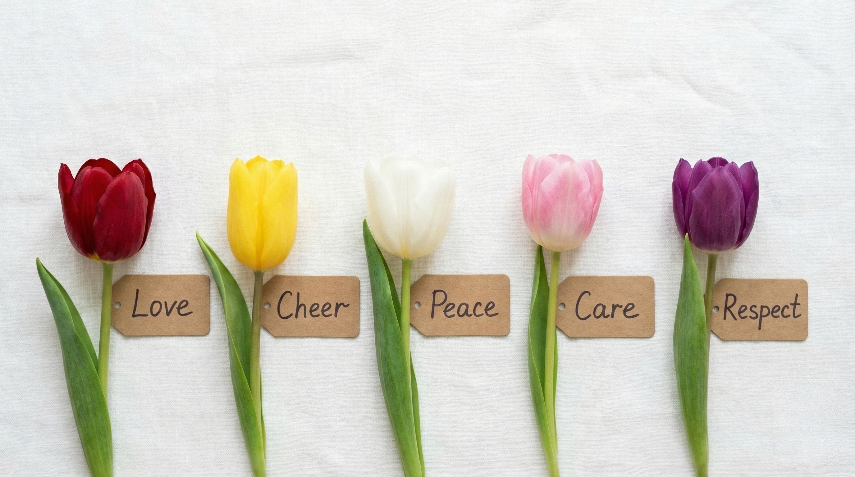 Tulip Meaning by Color: What Red, Yellow, White, Pink & Purple Tulips ...