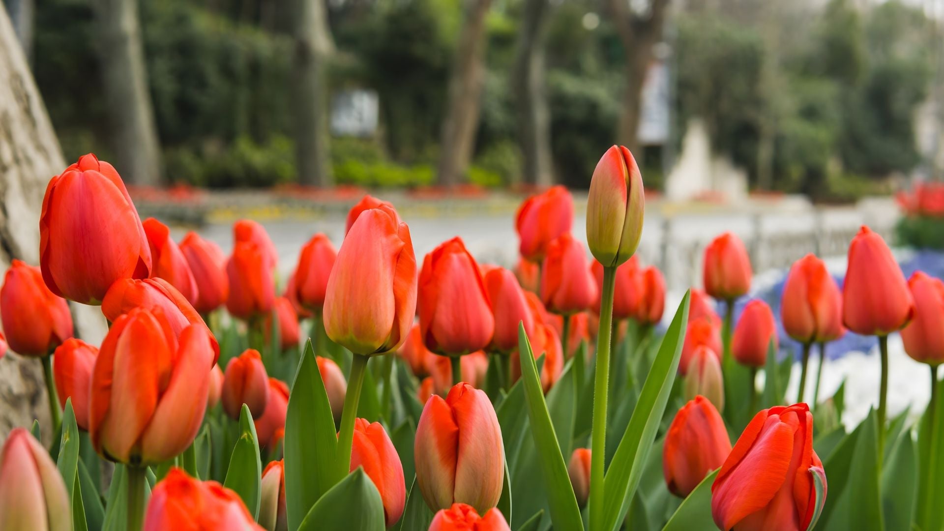 Tulip Meaning & History: What a Tulip Is, Where It Came From, and What ...