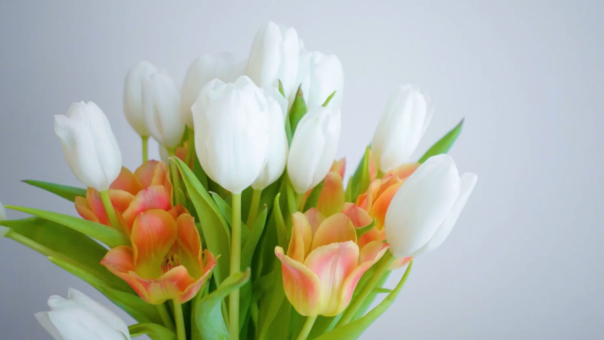 What Do Tulips Symbolize History, Common Meanings & When They’re the P ...
